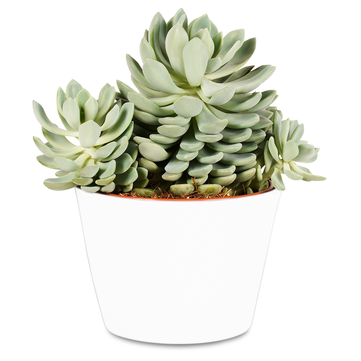 Succulentes : tout sur les soins des plantes grasses