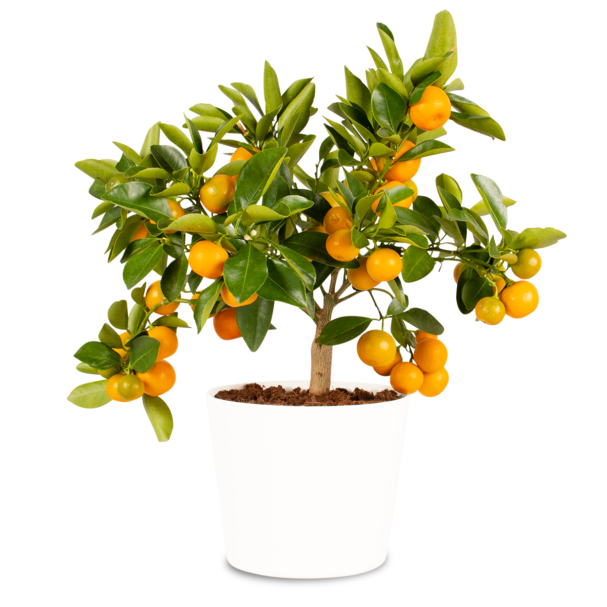 Oranger » undergreen.be