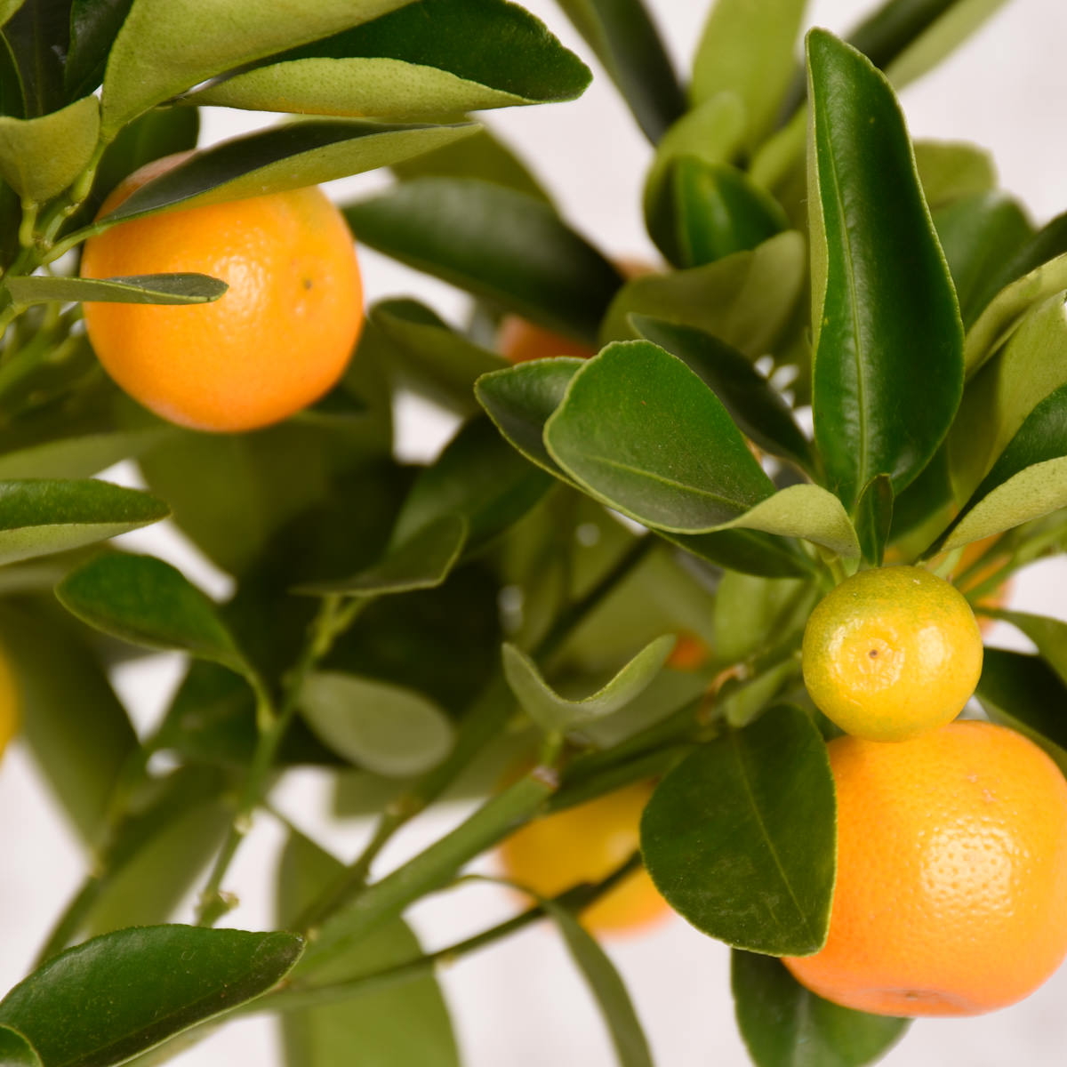 Oranger » undergreen.be