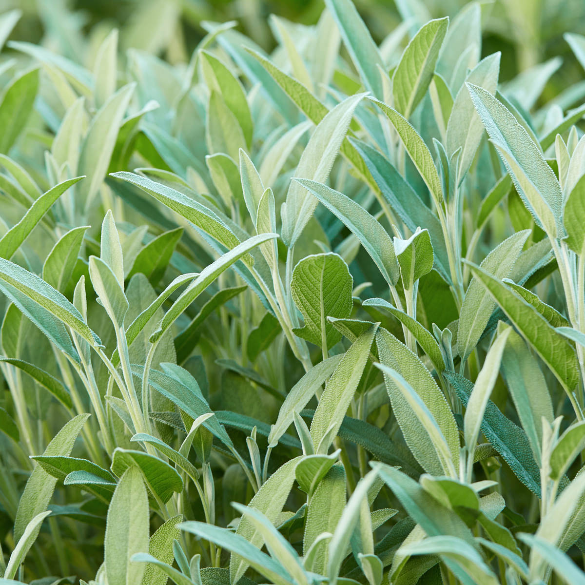 Sauge » undergreen.be