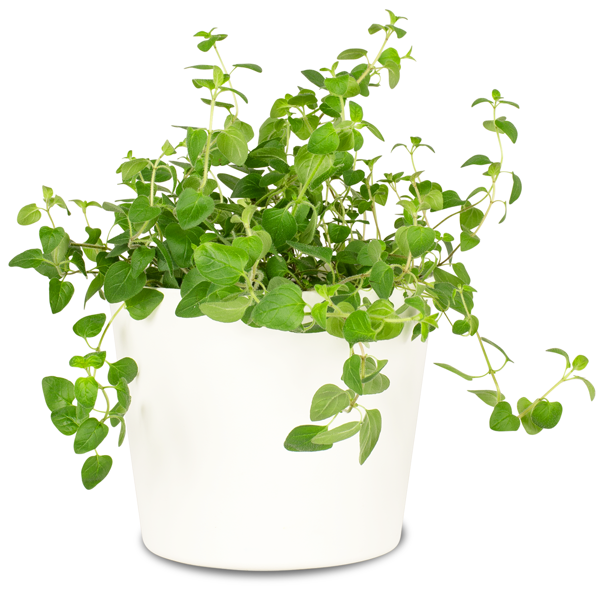 Herbes aromatiques italiennes - Découvrez Undergreen.be