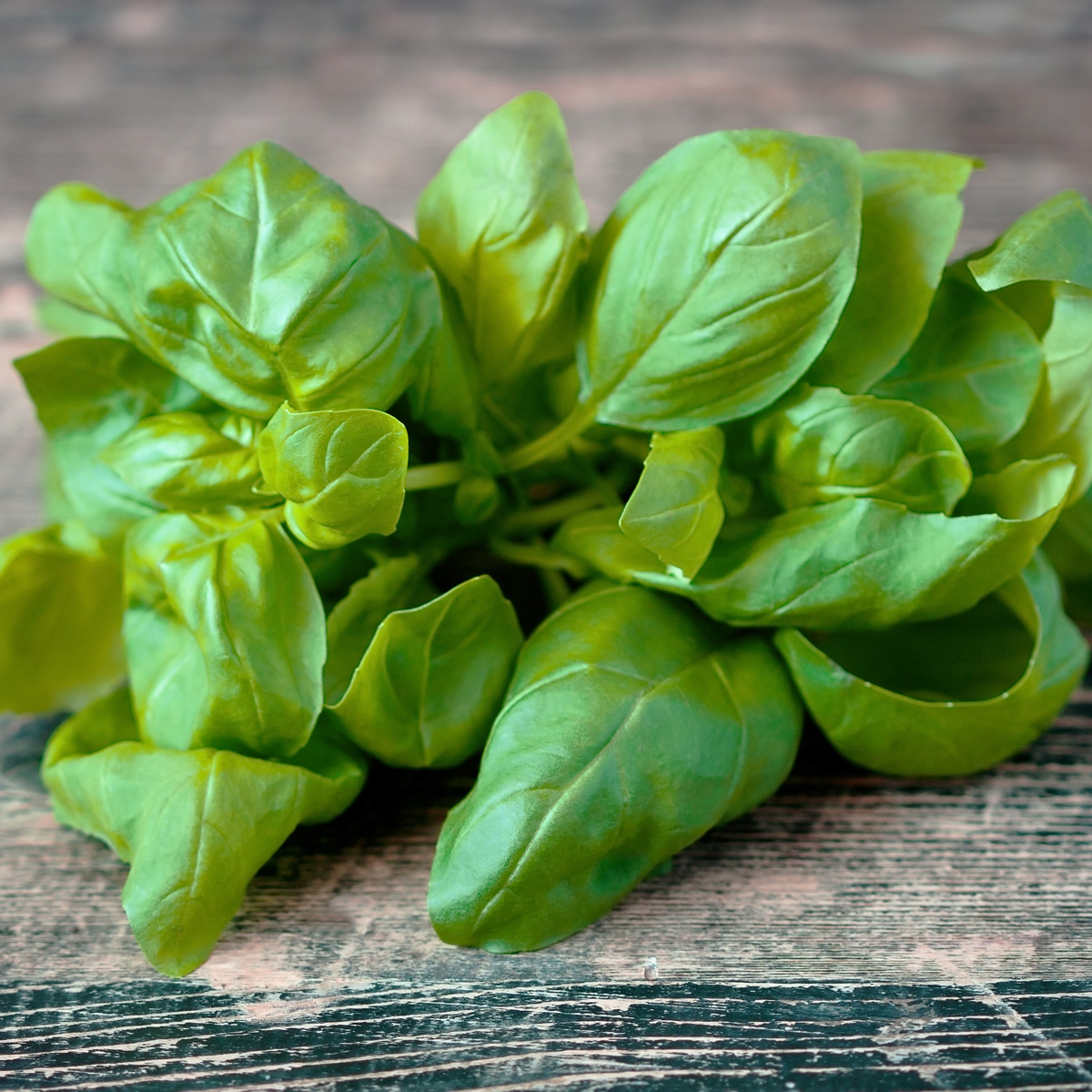 Herbes aromatiques italiennes - Découvrez Undergreen.be