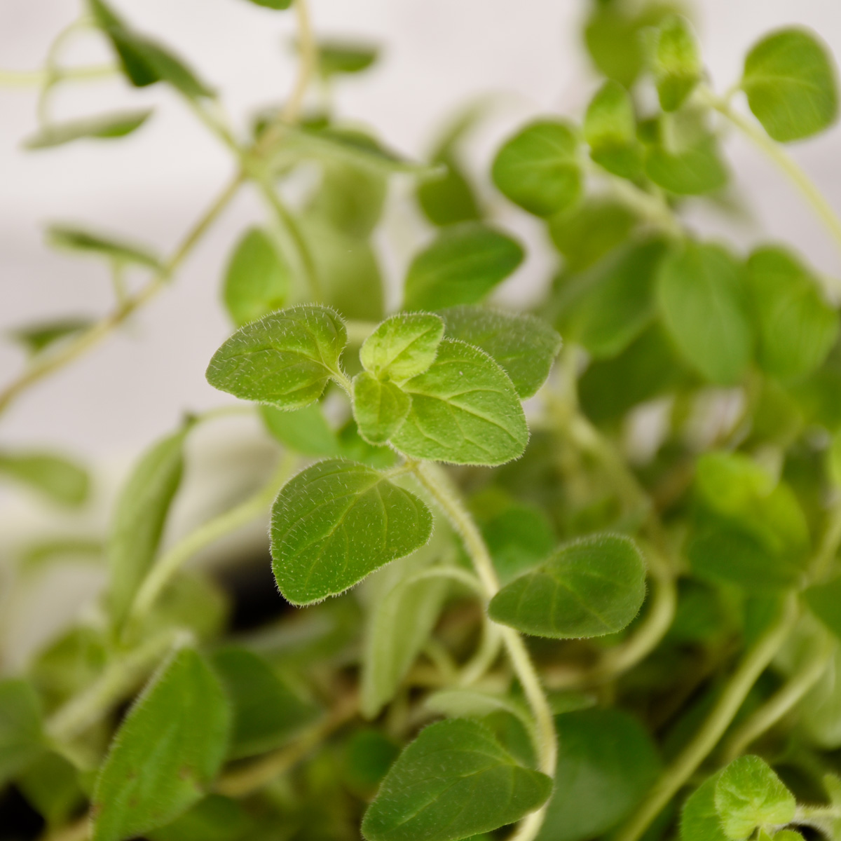 Herbes aromatiques italiennes - Découvrez Undergreen.be