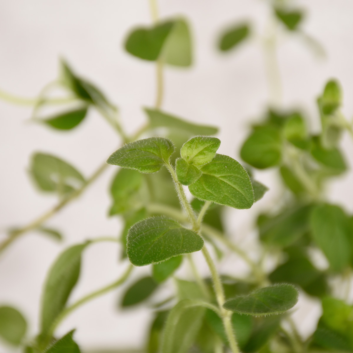 Herbes aromatiques italiennes - Découvrez Undergreen.be