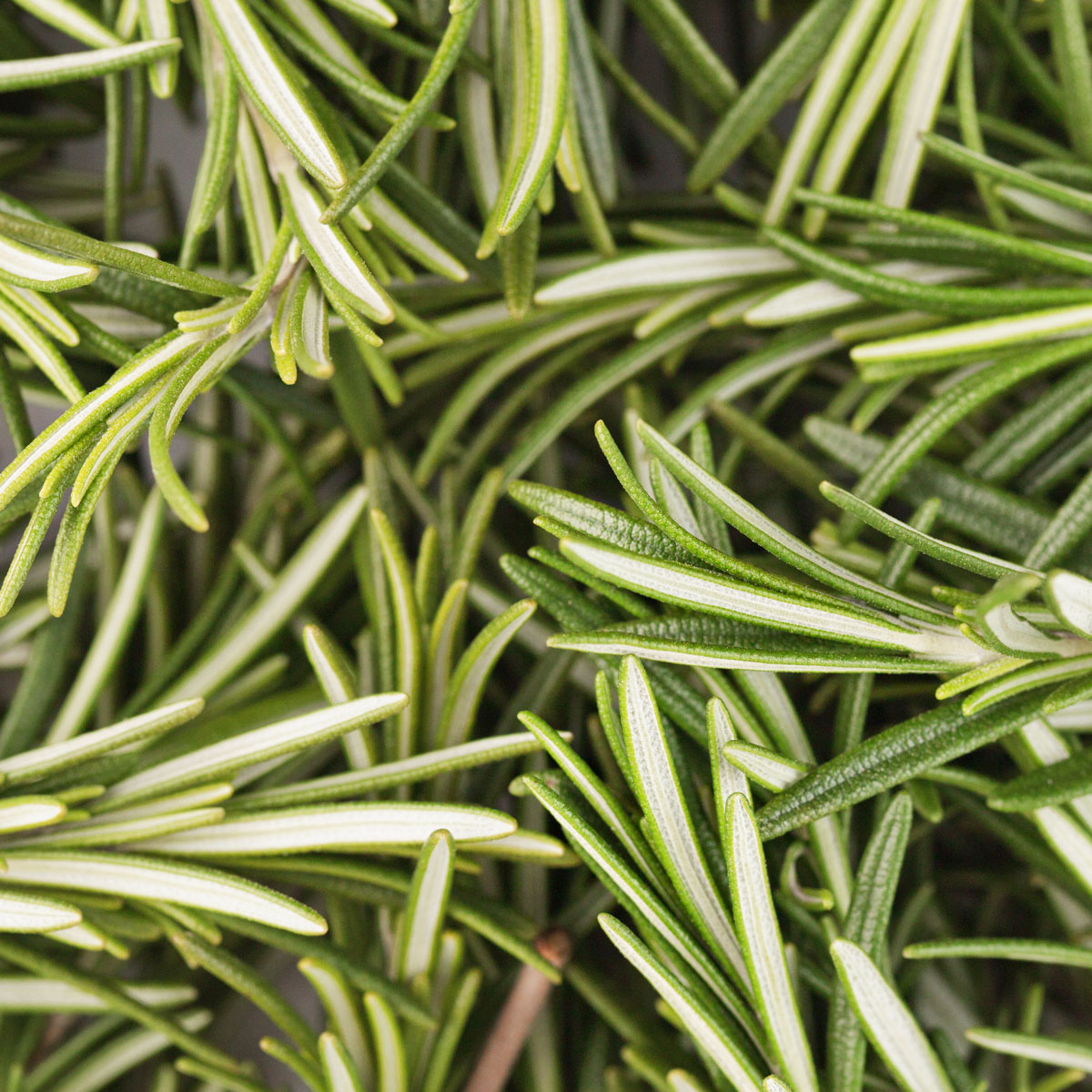 Herbes aromatiques italiennes - Découvrez Undergreen.be